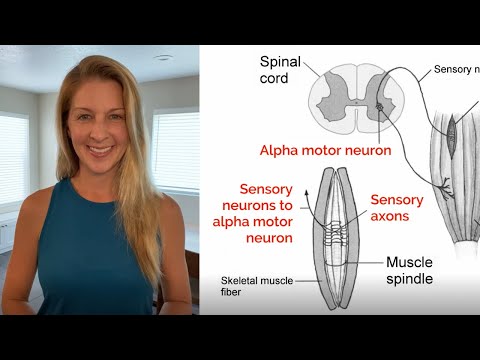 What is the Stretch Reflex (Myotatic Reflex)? Why Doesn't Static Stretching Work?