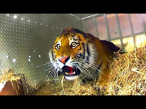 Captive wild animals freed for the first time – Why Evolution Is True