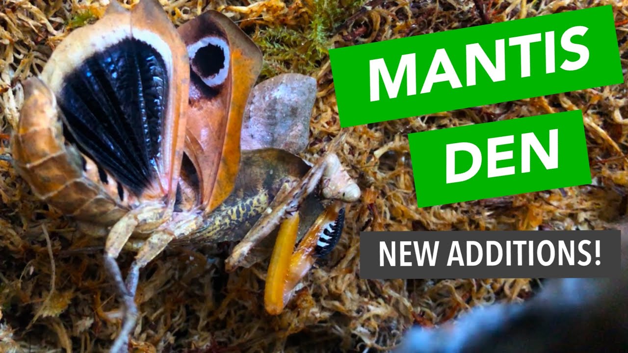 UNBOXING VIDEO - Mantis Den
