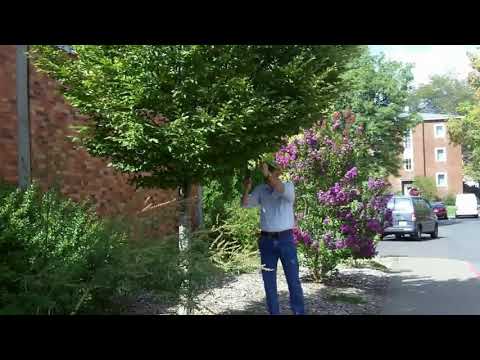 European hornbeam (Carpinus betulus) - Plant Identification