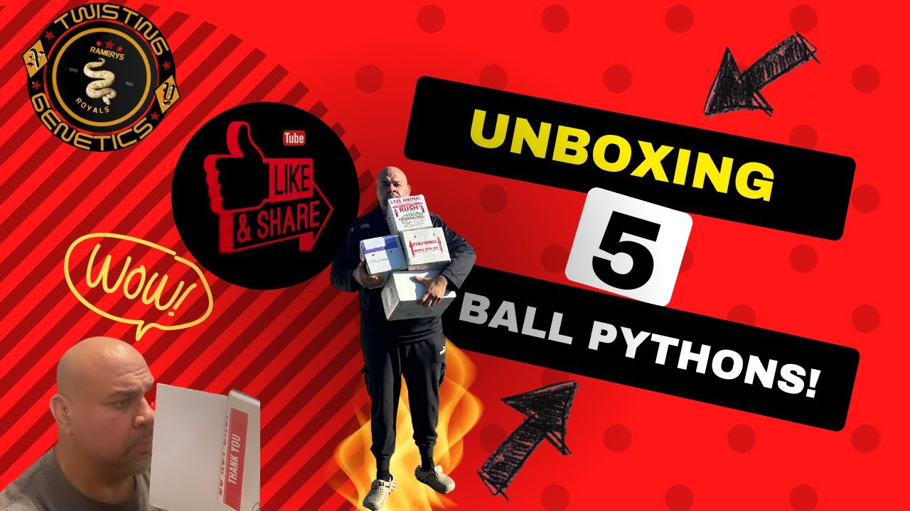 Unboxing 5 Ball Pythons #ballpython #snake #reptiles #pets