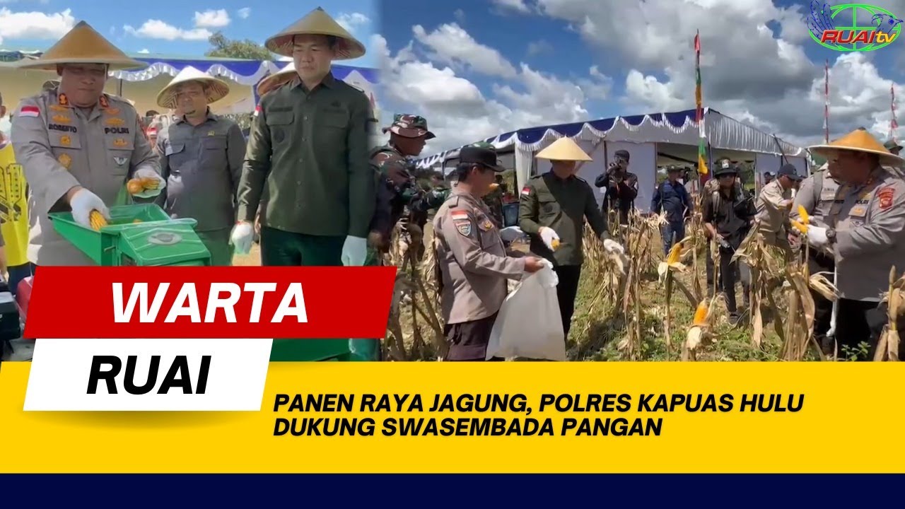 PANEN RAYA JAGUNG, POLRES KAPUAS HULU DUKUNG SWASEMBADA PANGAN