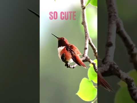 Basking in the Brilliance of the Rufous Hummingbird#shorts