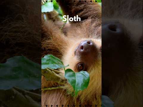 Animal Name Origins "Sloth" #origins #name #wildlife #fun #animals #sloth