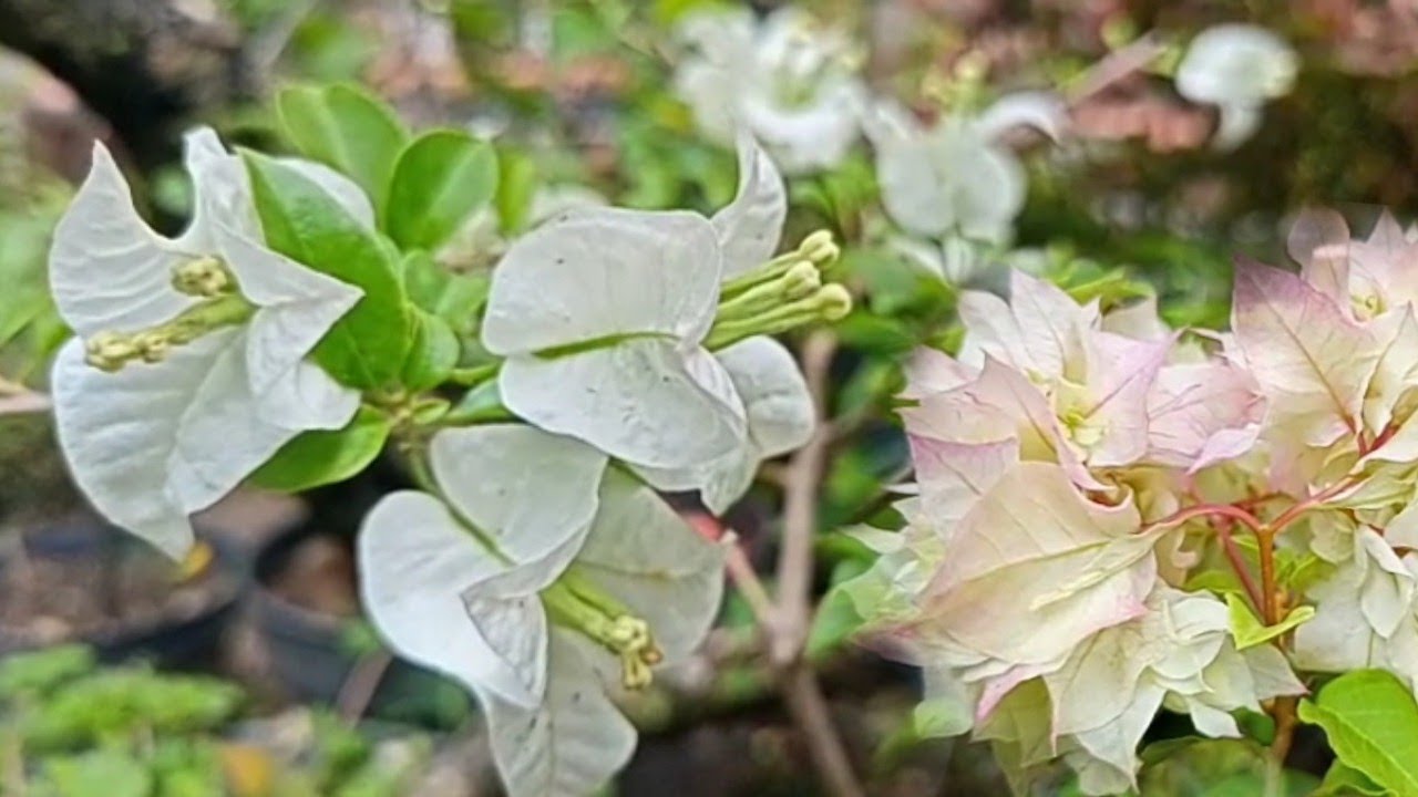 5 Tips for caring for Bougenville so that it blooms heavily