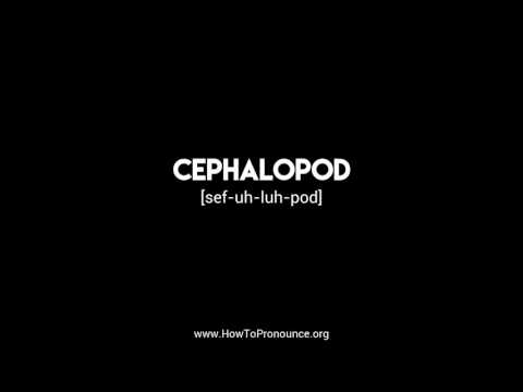 How to Pronounce "cephalopod"