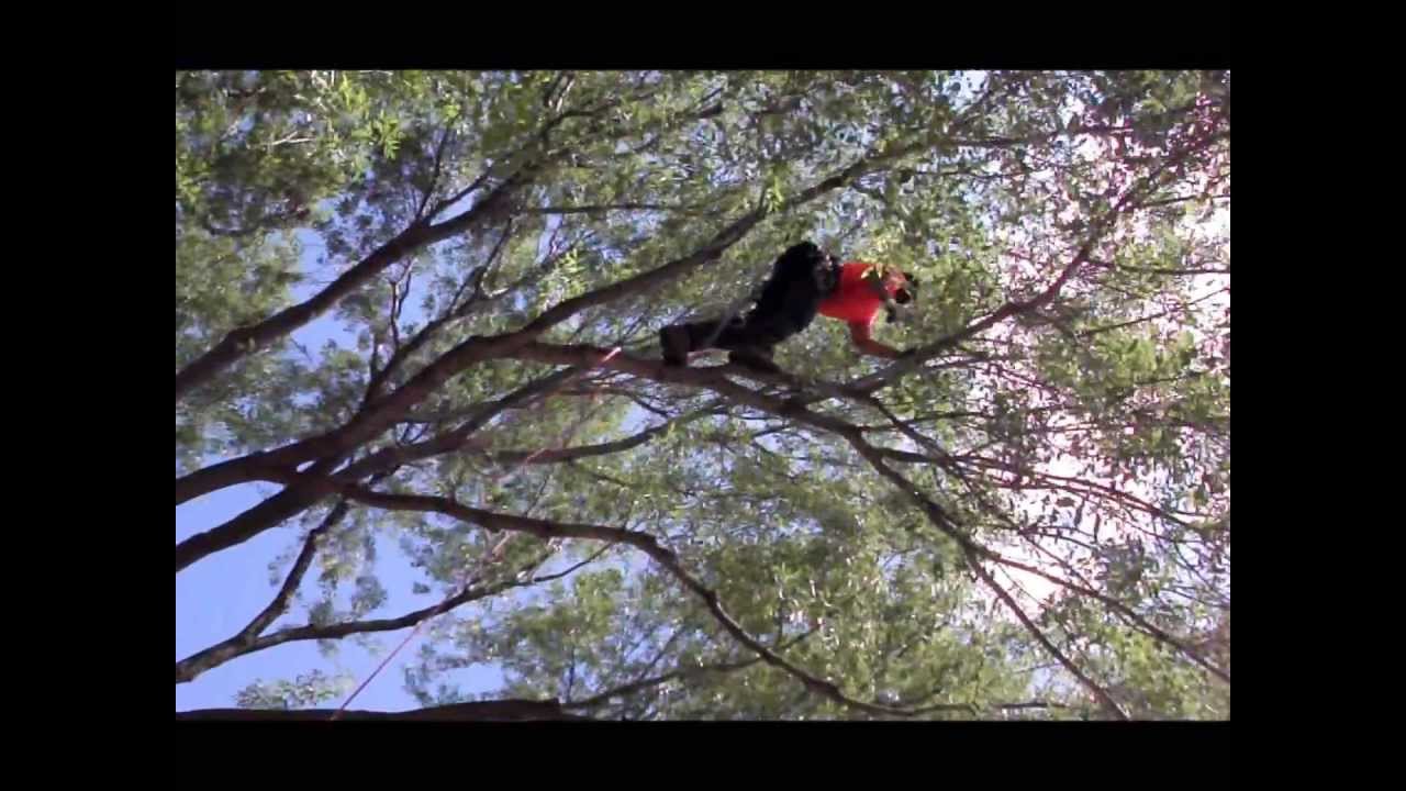 Plano Tree Trimming - US Tree Care