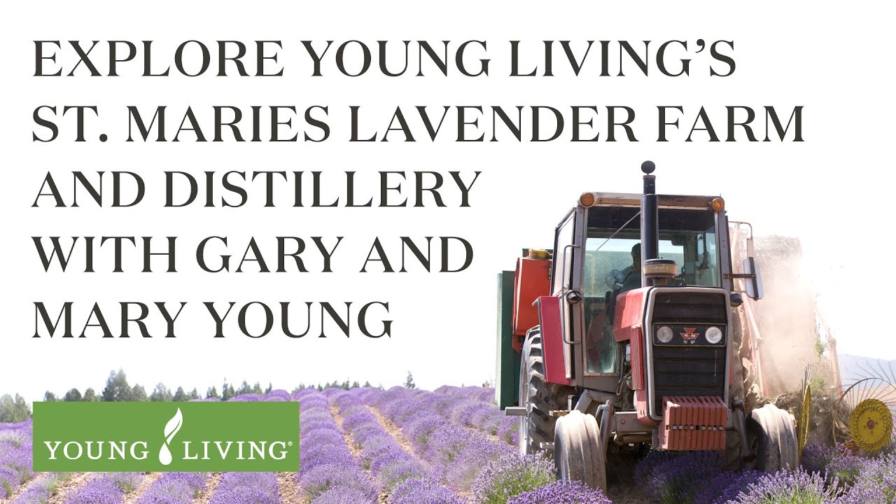 Visit Young Living Lavender Farm's in St. Maries, Idaho