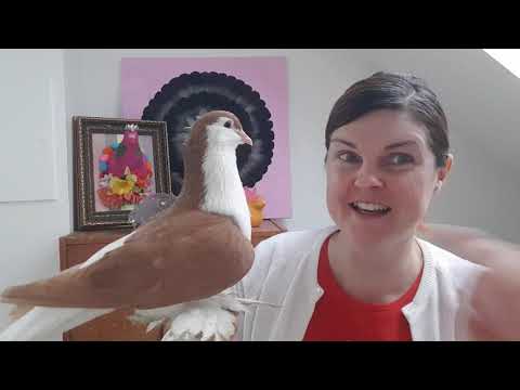 Pigeocation Episode 6: How to Speak Pigeon!