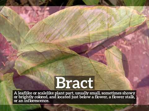 How Does Bract Look? | What is Bract? | How to Say Bract in English?