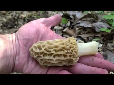 IL Morel Mushroom Pickin' (pt. 2)