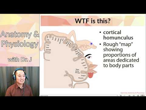 PHYL 141 | Nervous System | The Cortical Homunculus