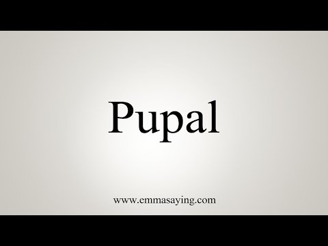 How To Say Pupal