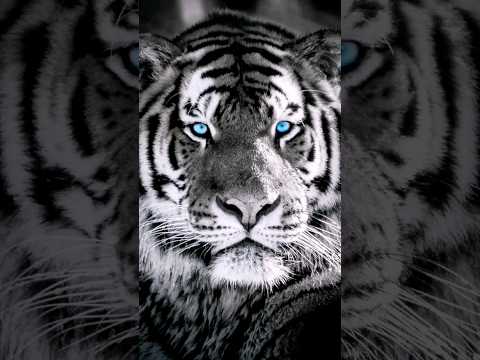 black and white tige photography #tiger #blackandwhite #shorts #wildlife #photography #animal #b&w