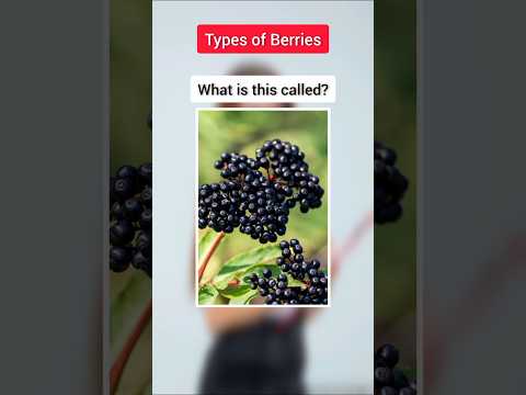 Types of Berries Part 2 #english #vocabulary