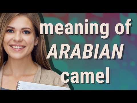 Arabian camel | meaning of Arabian camel