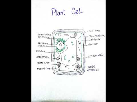 plant cell diagram with labels #plantcell #plantsplant cell plant cell diagram plant cell structur