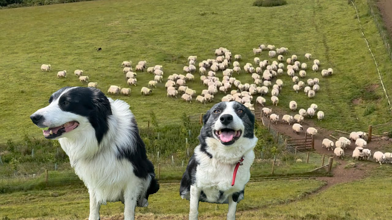 Two amazing border collie sheepdogs herding sheep