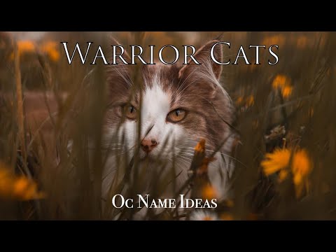 Warrior Cats || Oc Name Ideas