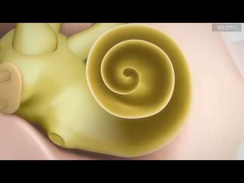 Human Hearing System Explained