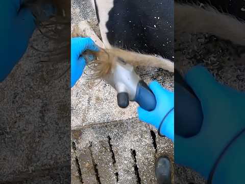 Why Do Cows Have Tails? - Rich- Farmer