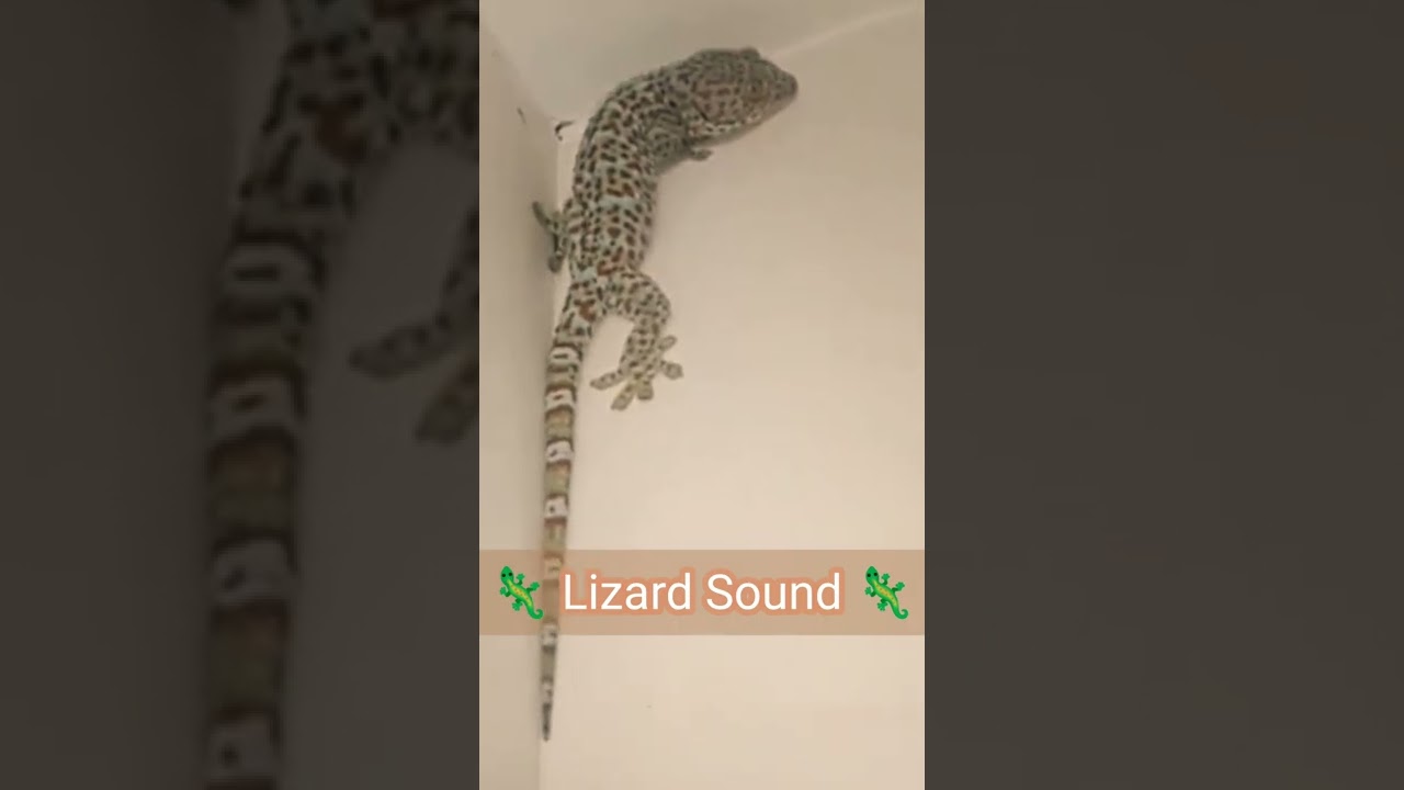 Lizard Sound Effect | Gecko Sound #shorts