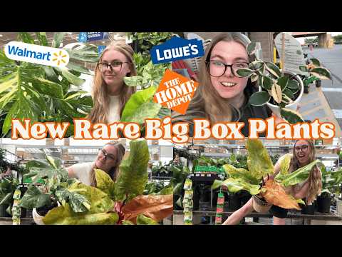 New RARE Plants at Walmart, Lowe’s & Home Depot🌿😱 Big Box Plant Shopping Finds 2025 🫣