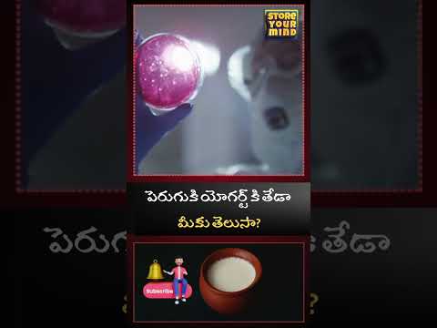 పెరుగుకి యోగర్ట్ కి తేడా మీకు తెలుసా? Difference between curd & Yogurt