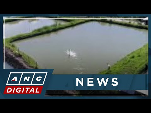 BFAR: Aquaculture industry may get lower income if El Niño persists | ANC