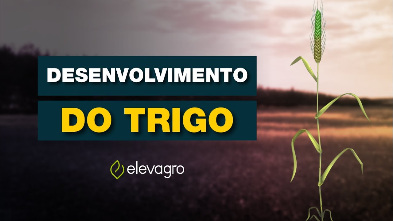 Quais são as etapas do desenvolvimento da planta de trigo?