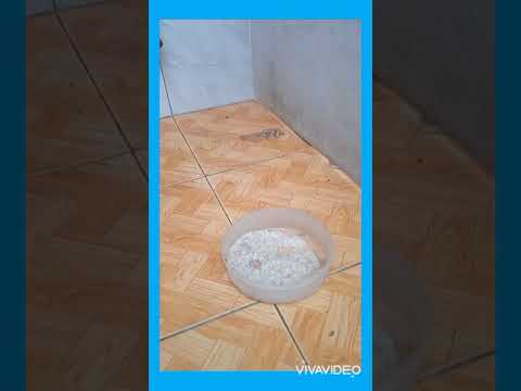 CARA MENYEMBUKAN AJING YANG SAKIT ASAM LAMBUNG ATAU SERING MUNTA"