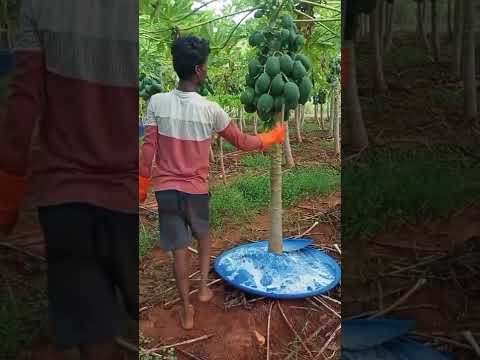 || Agriculture || # Papaya me se papain enzyme nikalne ki process* #