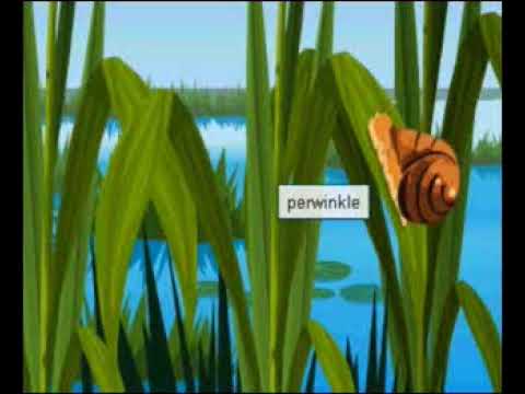 Species diversity of salt marshes