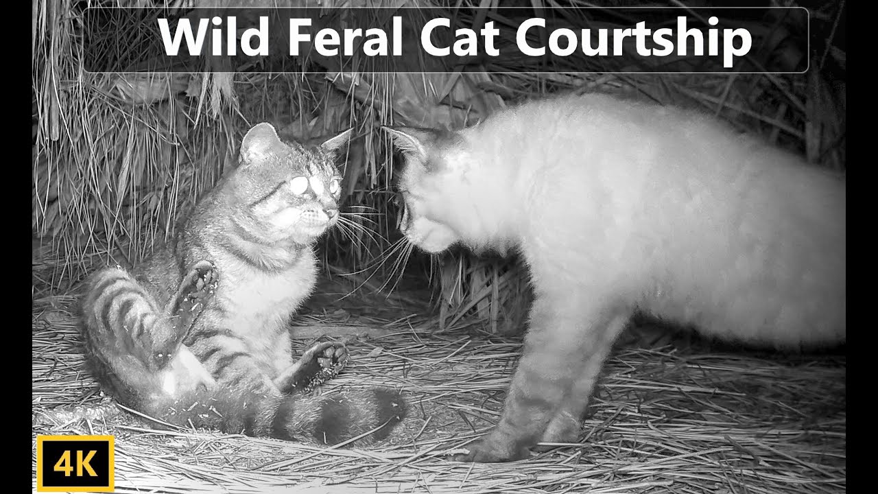 Wild Feral Cat Mating Courtship Documentary