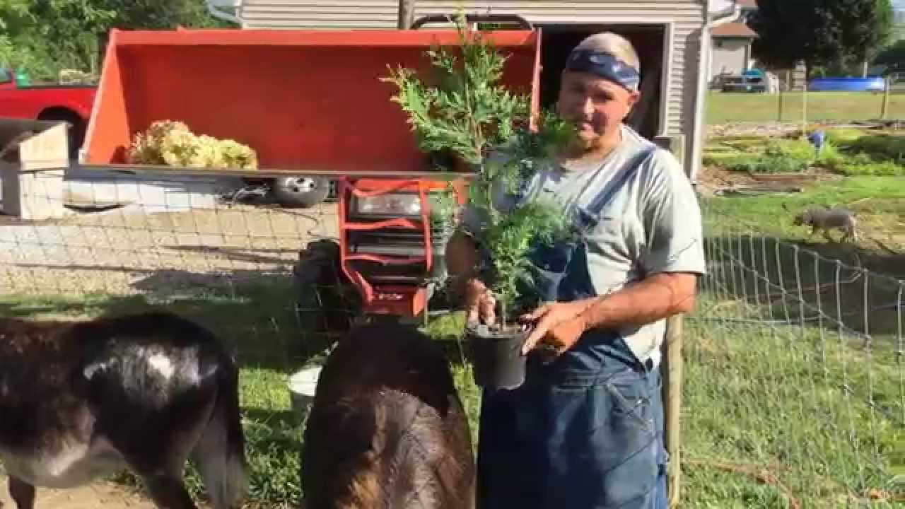 Green Giant Arborvitae Review (Are They Really Deer Resistant?)