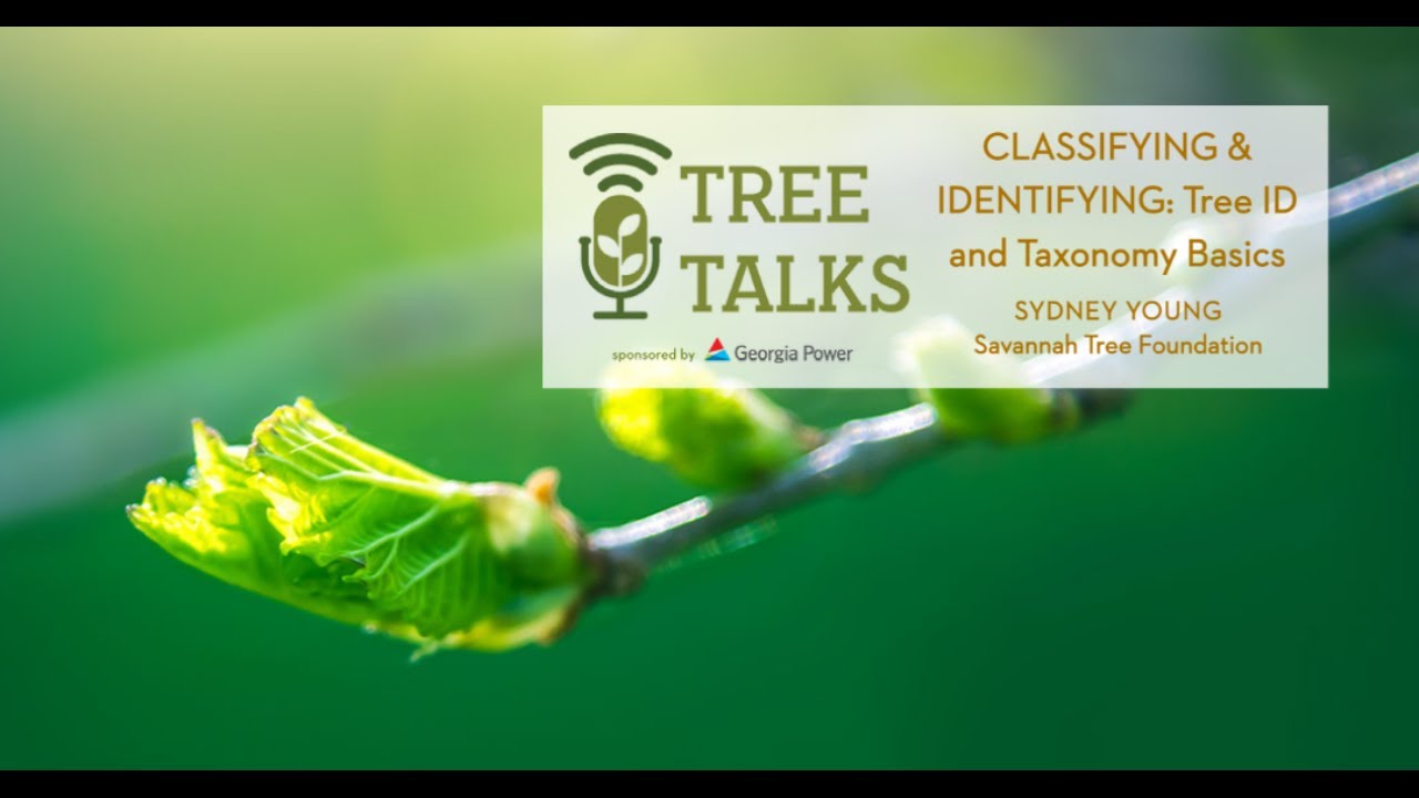 Tree Talks: Classifying & Identifying