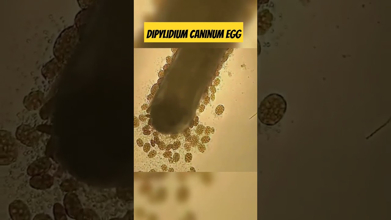 dipylidium caninum eggs #veterinarymedicine #onlyvet