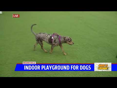 Sherman: Indoor playground for dogs