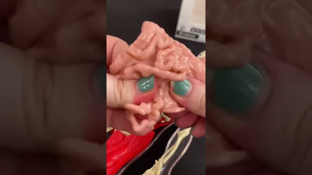 ULTIMATE SQUISHY HUMAN BODY ASMR!🧠 #shorts