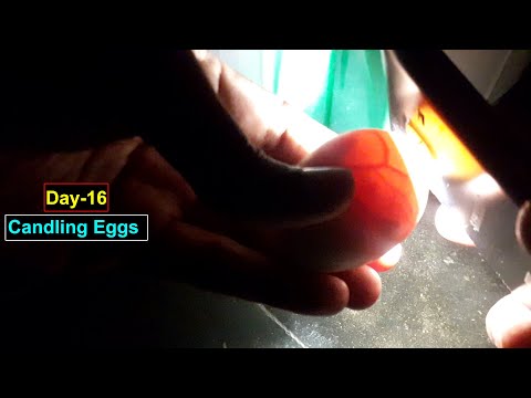 Incubator Day-16 | Candling Eggs Day Sixteen