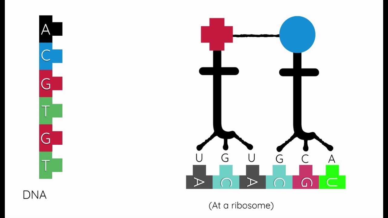 How Protein Synthesis Works