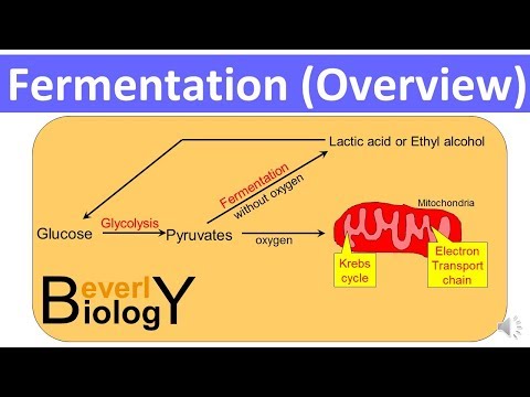 Fermentation Overview (updated)