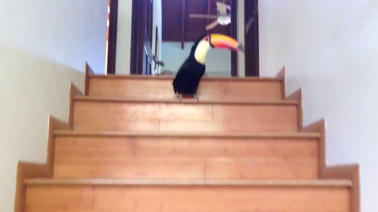Toucan Hopping Down the Stairs