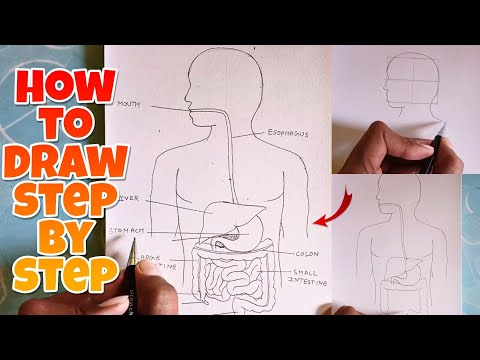 how to Draw Human Digestive System step by step, Labelled Diagram