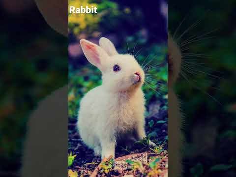 What A Rabbit Sounds Like