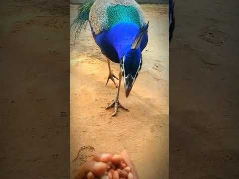 peacock shorts video||animals short video|| #youtubeshorts #viral #shortvideo #peacock #mor #animal