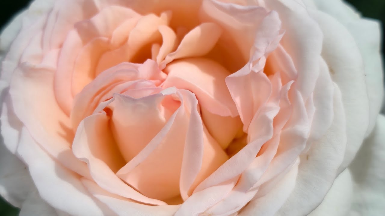 Gruaud Larose® rose | NIRP rose | Romantic, HUGE bloom | Perfect for cut rose | Strong fragrance 