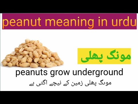 peanut meaning in urdu। Peanut ko urdu mein kya kahte hai। Peanut ka urdu matlab kya hai।