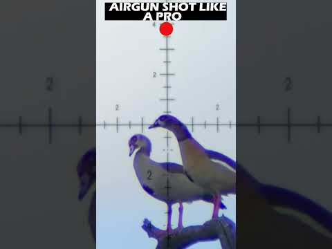 Airgun Shot: How To Make A Awesome Shot Like A Pro I #airgun #hunting #shorts