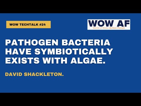 Pathogen Bacteria have symbiotically exists with algae | Techtalk #24 | David Shackleton.